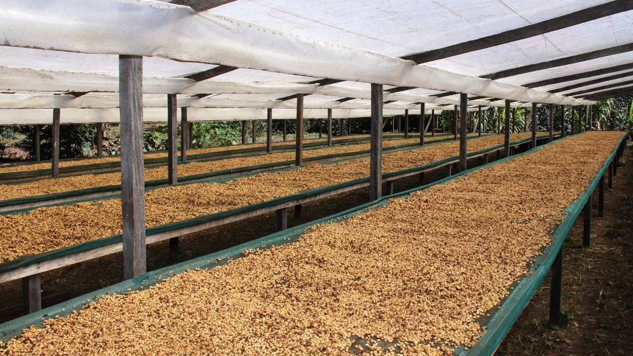 肯亞冽里卡莫伊尼 AA TOP：火山高地水洗珍品 | InsingerKaffee 硬性格咖啡