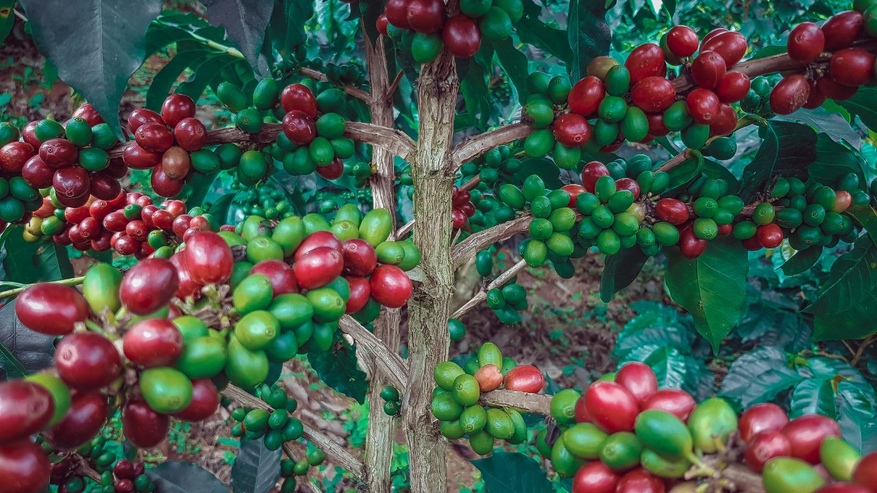哥倫比亞薇拉卡門佐｜乾式發酵水洗 × 中烘焙風味指南 | InsingerKaffee 硬性格咖啡