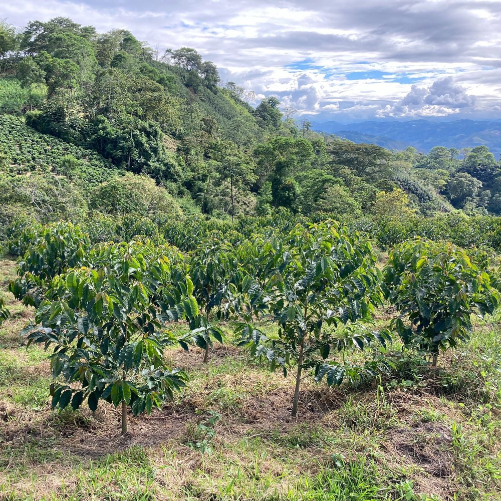 深入報導｜八月咖啡箱Mirra Coffee：在紐約北部家中的北歐烘焙廠 | 三分之二