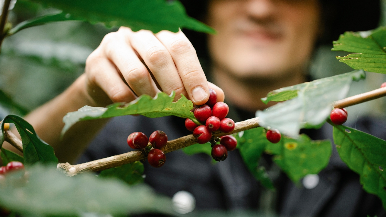 肯亞冽里卡莫伊尼 AA TOP：火山高地水洗珍品 | InsingerKaffee 硬性格咖啡
