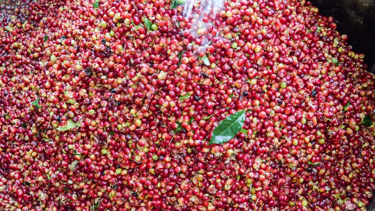 肯亞冽里卡莫伊尼 AA TOP：火山高地水洗珍品 | InsingerKaffee 硬性格咖啡